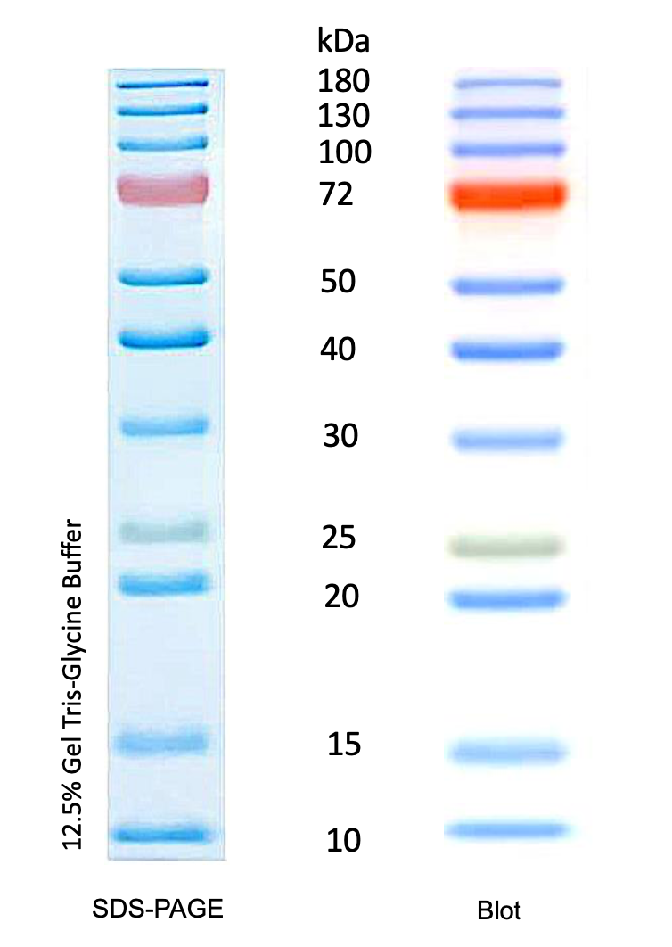 GXBio Prestained Protein Ladder (10-180kDa) - BIOHELIX海力克科技有限公司